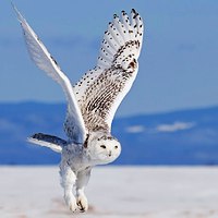 Classe 5 - La chouette - Maternelle Jean Moulin