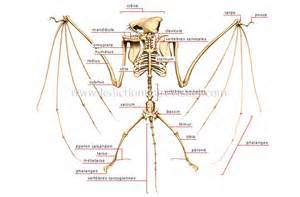 Classe 5 - Les chauves-souris - Maternelle Jean Moulin